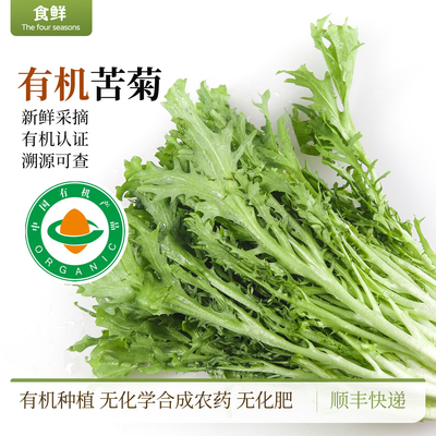 云南有机苦菊狗牙生菜自然生长新鲜采摘时令有机蔬菜沙拉凉拌烹饪