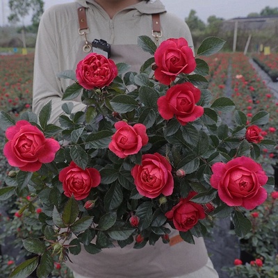 新品月季花苗三季开花绝色果汁