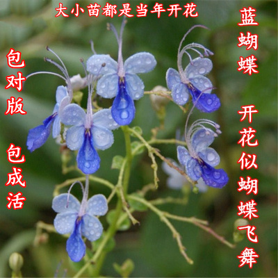 包邮阳台庭院吸甲醛蝶飛舞花苗