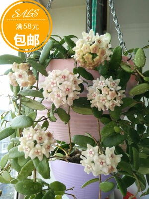 球兰耐寒耐热垂吊花卉