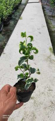 ins网红花叶卷叶植物