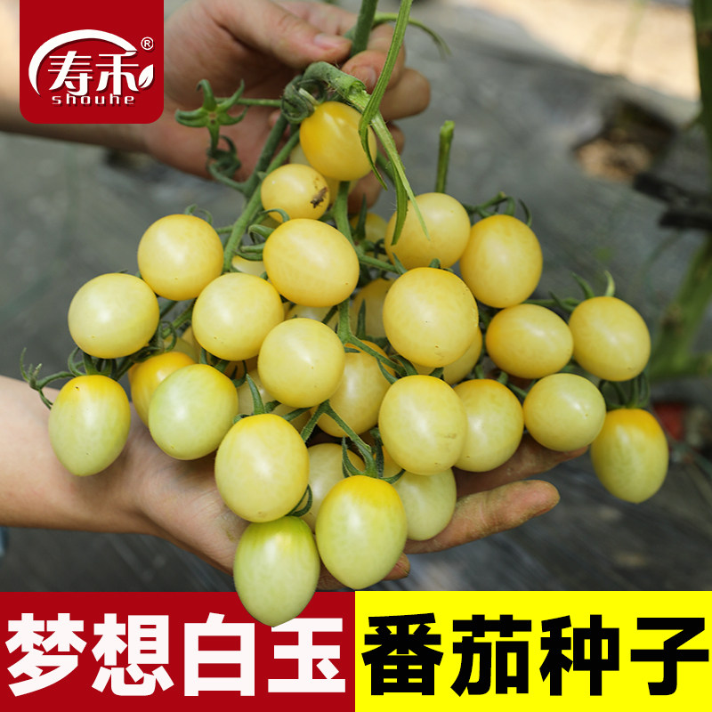 梦想白玉小番茄种子苗秧樱桃西红柿种籽孑子四季蔬菜盆栽圣女果苗