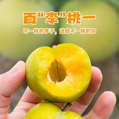 顺丰农家现摘贵州镇宁六马蜂糖李