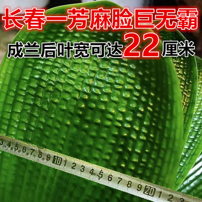 长春麻脸巨无霸和尚油匠盆栽小苗