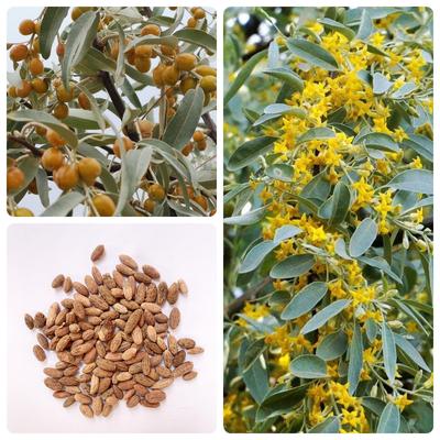 沙枣种子刺柳种子香柳种子银柳种子七里香种子桂香柳胡颓子红豆