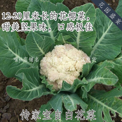 小型传家宝自白花菜 花椰菜 坚果味 盆栽 进口蔬菜种子 可留种