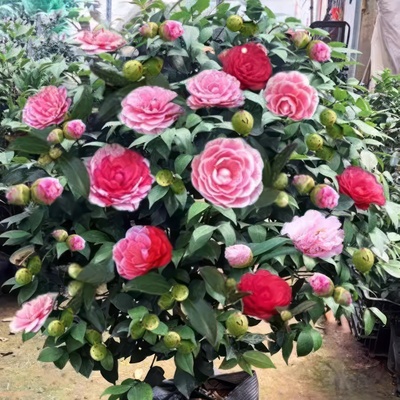 香妃山茶花盆栽 带花苞 五色赤丹花卉 室内好养 茶花树苗四季开花