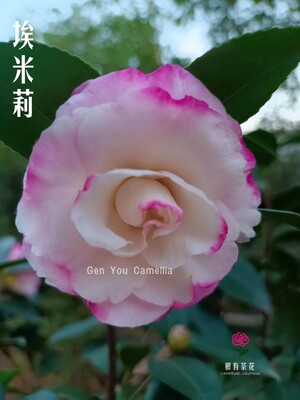 埃米莉茶梅带花苞阳台绿植盆栽