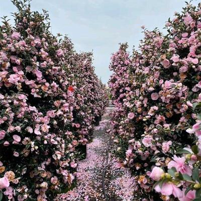 粉色日本经典茶梅乙女