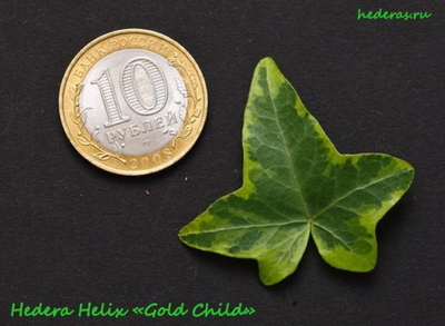 常春藤'金童 'Hedera Helix'Gold Child'  稀有品种