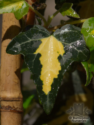 常春藤 金心 Hedera helix 'Gold Heart'  稀有品种