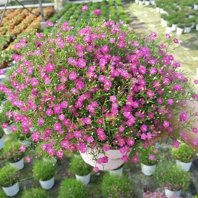 满天星细叶萼距花紫雪茄花星花红花满天星小苗盆栽庭院花镜矮绿篱