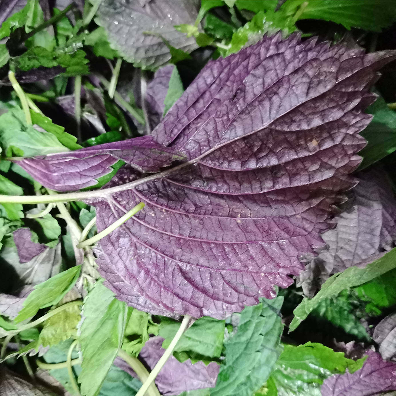 新鲜采摘紫苏叶纯叶子不带杆烧鱼虾蟹炒田螺牛蛙食用香料非苏子叶