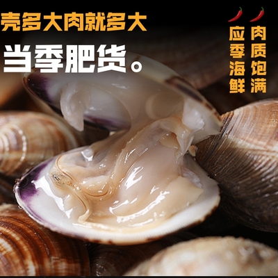 大梅小镇鲜活超大个美贝