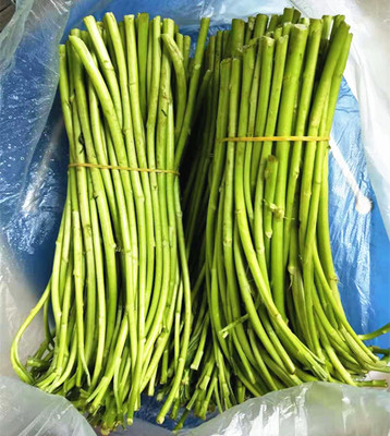 新鲜芦蒿散装500g京津冀包邮顺丰