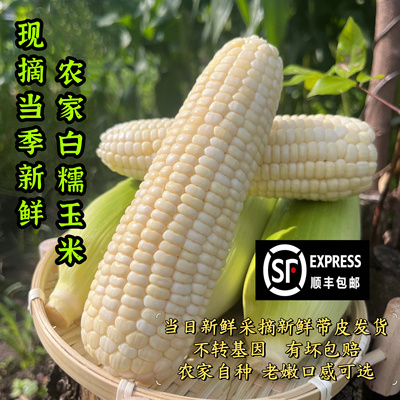 软糯香甜白糯玉米11号白色恋人