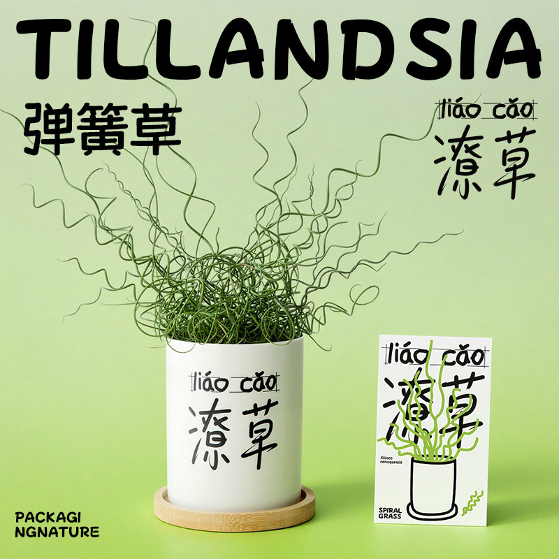 潦草弹簧草螺旋灯心草趣味多肉办公室桌面小盆栽情绪稳定植物礼物