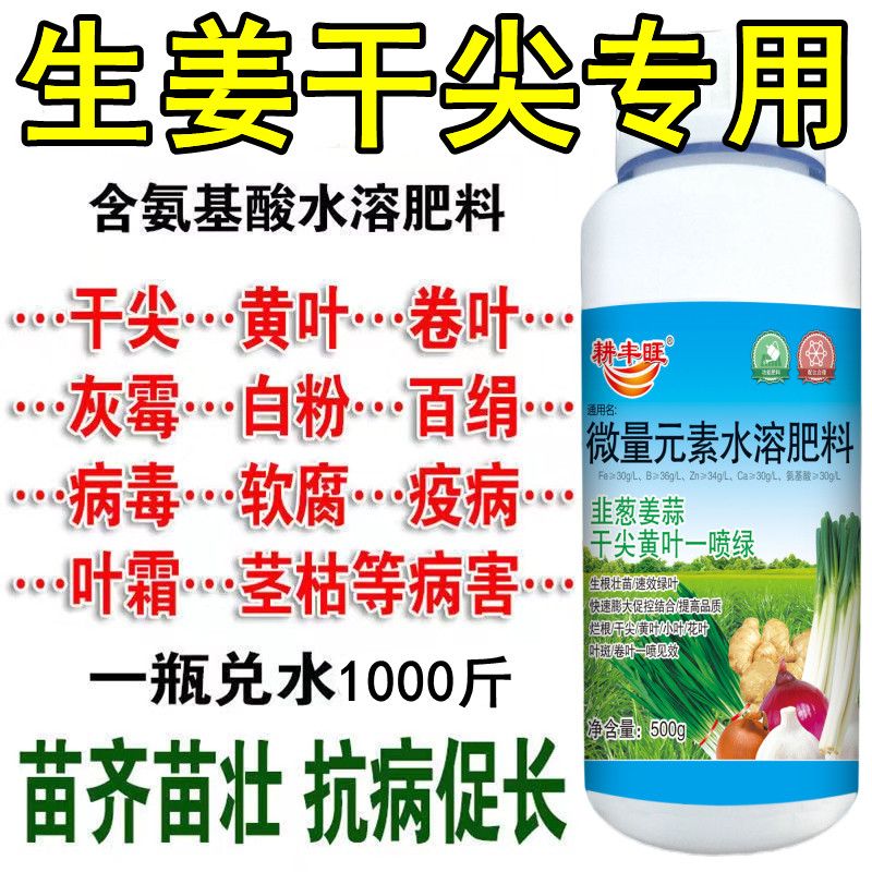 生姜干尖灵生姜黄叶生姜叶面肥大姜增产膨大素肥料生姜黄尖一喷灵