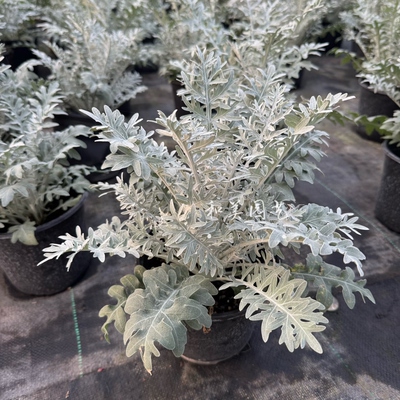 红花银叶菊矢车菊冰锥蜡菊