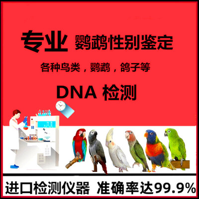 鹦鹉验卡玄凤牡丹DNA检测公母小鸟鸽子验公母雏鸟鹦鹉性别鉴定