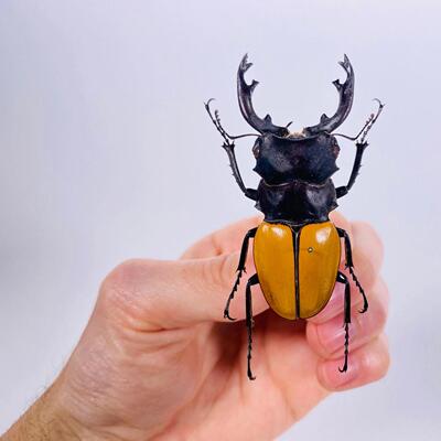 绮丽鬼艳锹甲真昆虫标本