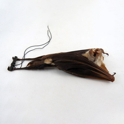 冥蹄蝠 Hipposideros diadema 真生物标本未展翅