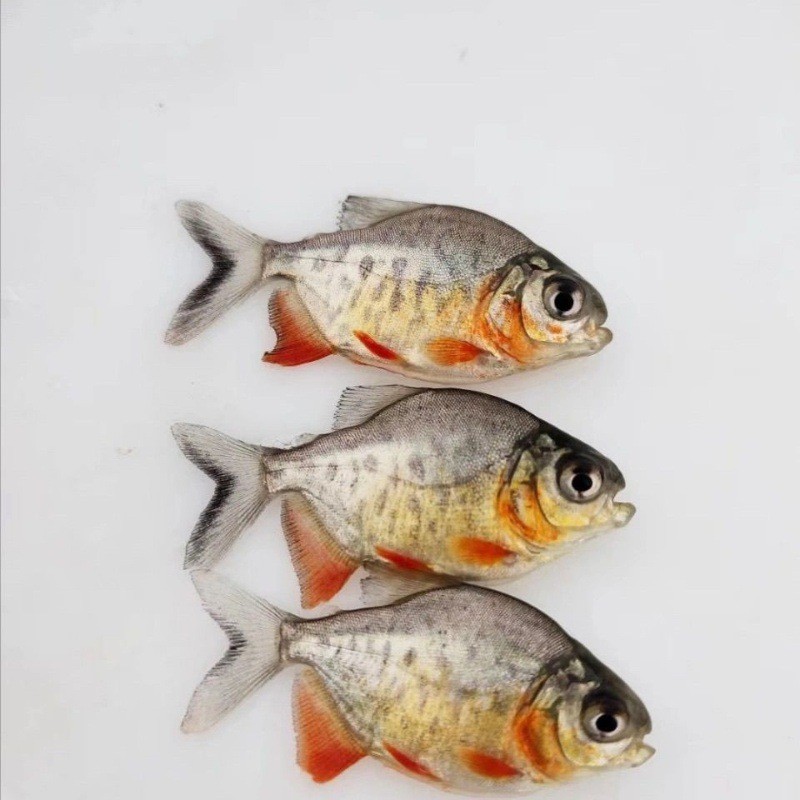淡水白凶猛苗红鲳鱼苗食肉鱼食饲料鱼苗观赏鱼苗鲳鱼鱼苗