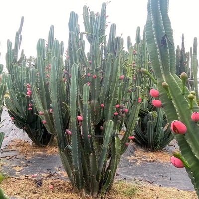 鬼面角仙人掌柱沙生多肉植物造景