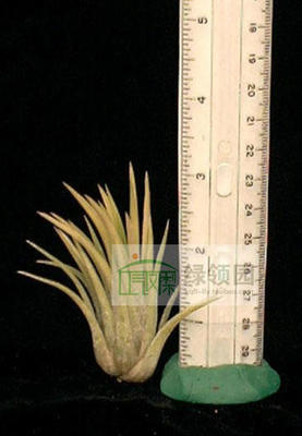 展示 空气凤梨  Tillandsia Ionantha Albino 白花精灵