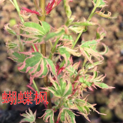 进口蝴蝶枫树苗 彩色枫树日本红枫树苗庭院盆景盆栽 五彩蝴蝶枫苗