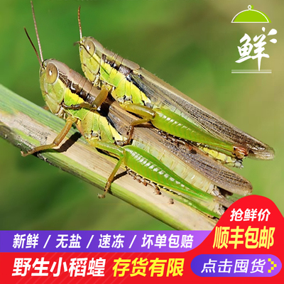 归归鲜中华小稻蝗稻田蚂蚱非活体