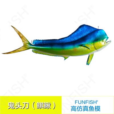 高仿真鱼模鱼模型鲯鳅立体仿真