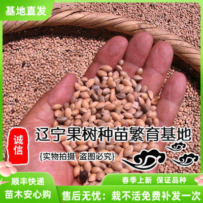 马哈利樱桃种子嫁接大樱桃用砧木新种子当年采摘南方北方种植包邮
