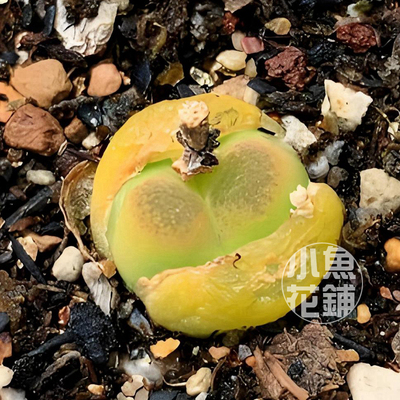 O泡1798.78种子 毛汉尼肉锥花属番杏科稀有多肉 maughanii seeds