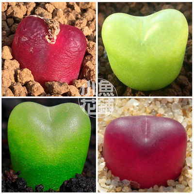 毛汉尼红绿混合种子 毛汗尼肉锥花播种多肉 maughanii Mix seeds