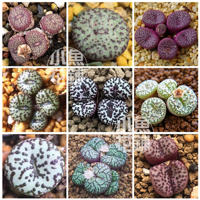 安珍混合种子 肉锥花番杏科安贞播种多肉mixed obcordellum seeds