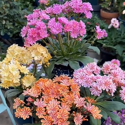 进口露薇花种子 花卉园艺播种多年生混色Lewisia cotyledon seeds