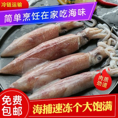东山岛海钓中管鱿鱼野生大鱿鱼新鲜海兔枪乌贼鲜活冷冻火箭鱿刺身