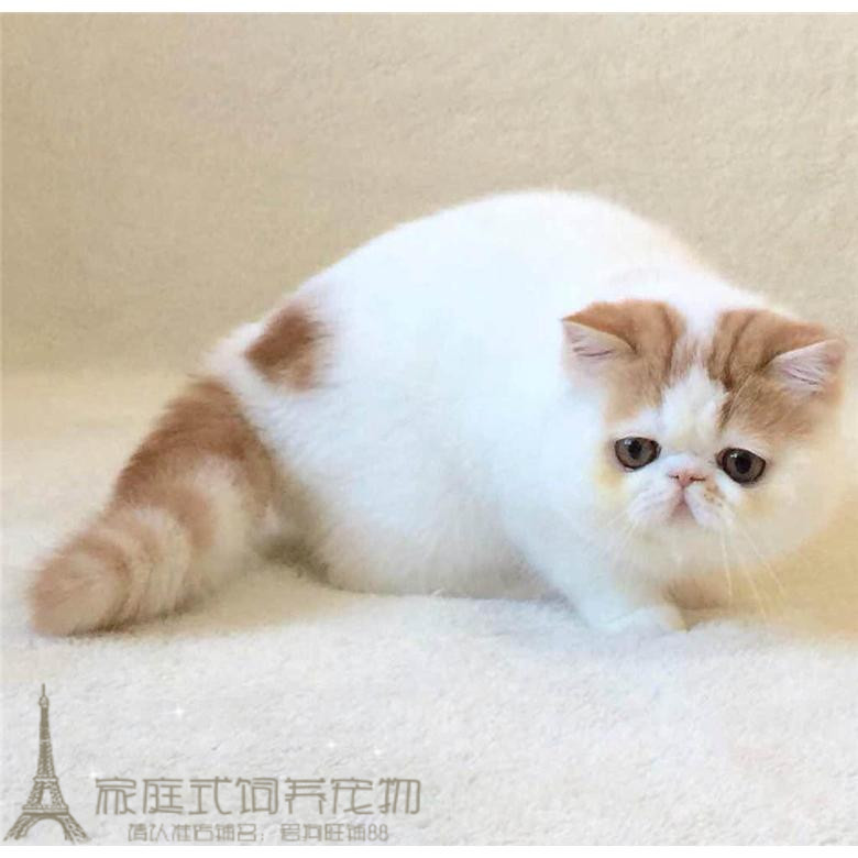 Cfa猫舍加菲猫宠物猫咪异国短毛猫活体加菲猫幼猫加菲宠物猫p虎窝淘