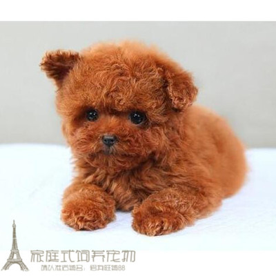 幼犬茶杯长不大灰色贵宾泰迪狗