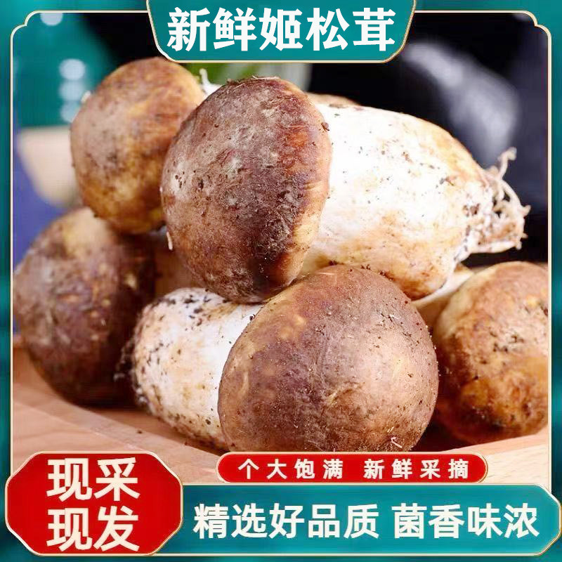 精选A级云南特产新鲜姬松茸现采摘赤松茸食用鲜菌菇煲汤火锅食材