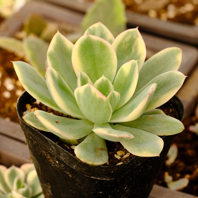 绮罗多肉植物砍头苗好养