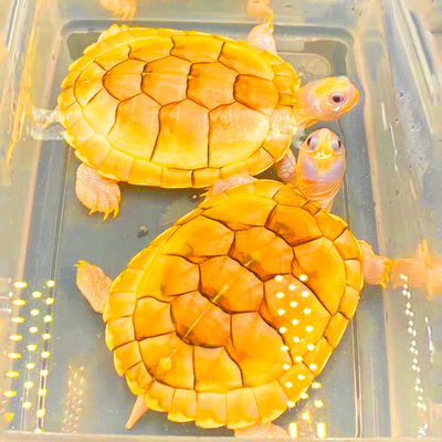 金钱龟观赏风水龟白化焦糖果冻巴西龟吃菜龟宠物小乌龟苗活物
