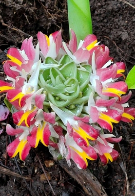 Curcuma ecomata ssp新发现花色苏西普暹罗花