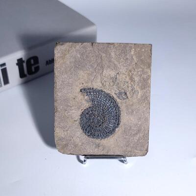 天然古生物多瘤粗菊石化石头摆件