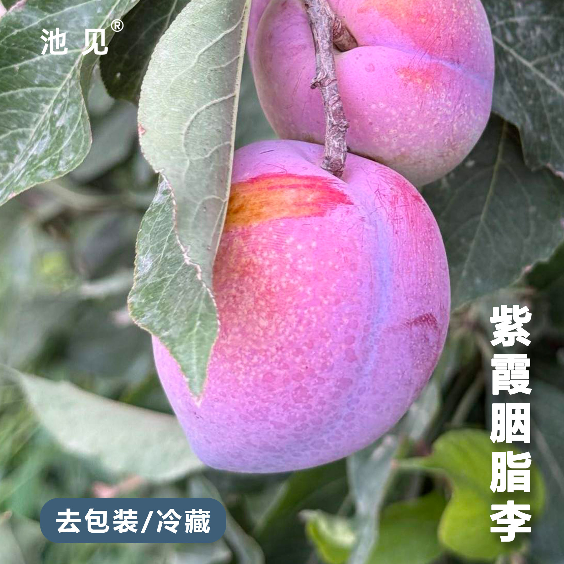 池见 新疆紫霞胭脂李桃形李子产地当季时令新鲜水果现摘现发