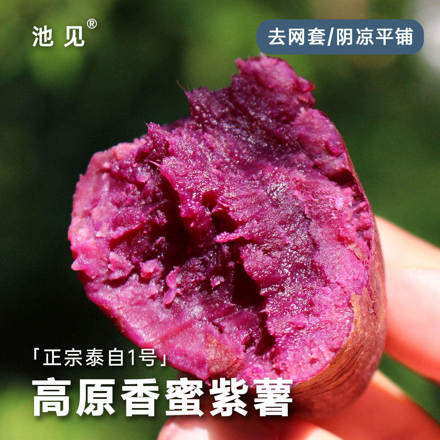 池见 高原香糯蜜紫薯粉糯软糯甜紫罗兰番薯当季新鲜孕妇优质代餐