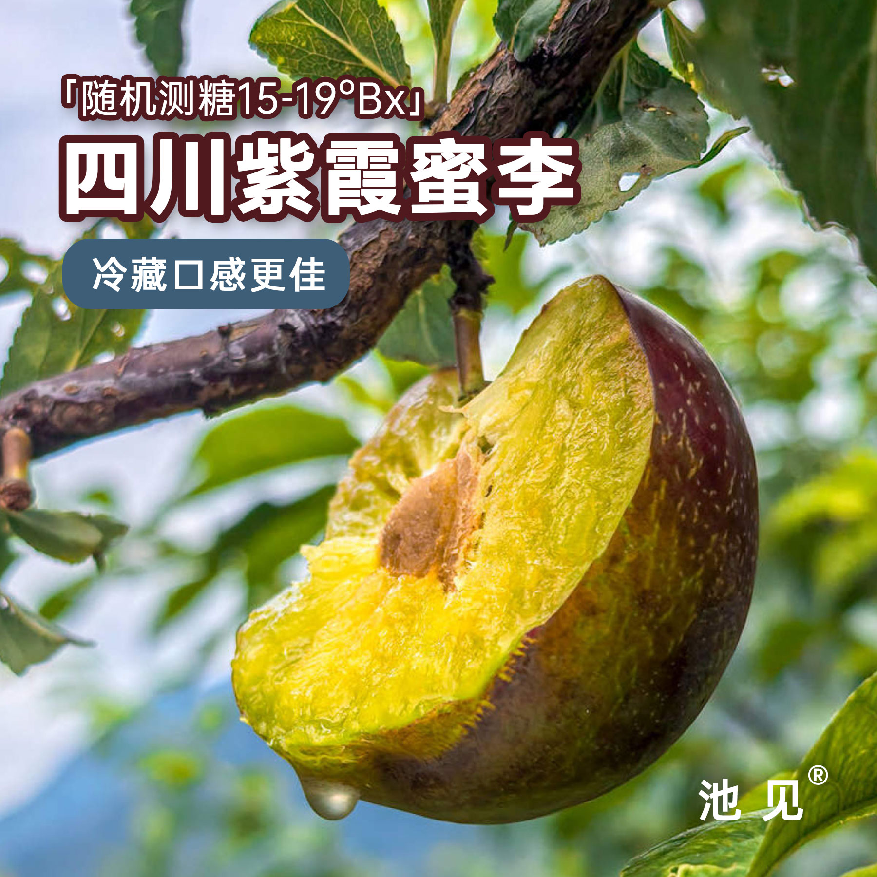 池见 四川紫霞蜜李正宗脱骨李子当季时令新鲜水果现摘现发整箱