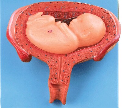 六个月胎儿模型A42005/6