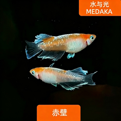 精品观背青鳉鱼红白赤壁观赏青鳉